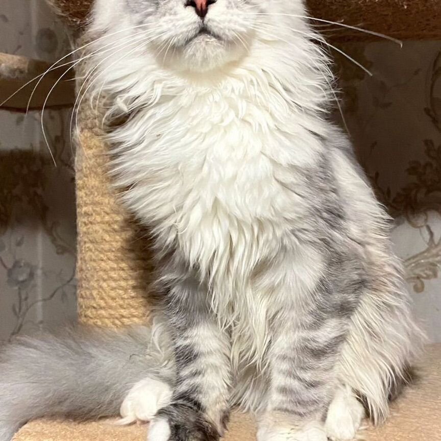 Шикарный котенок