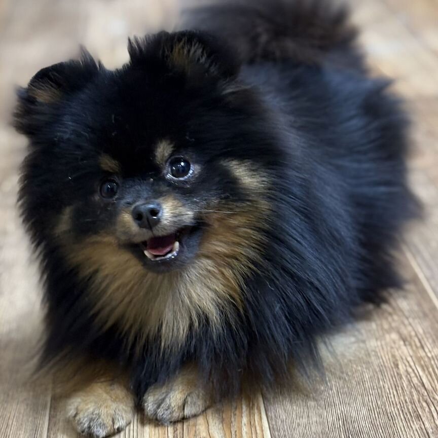 Померанский шпиц, взрослая собака