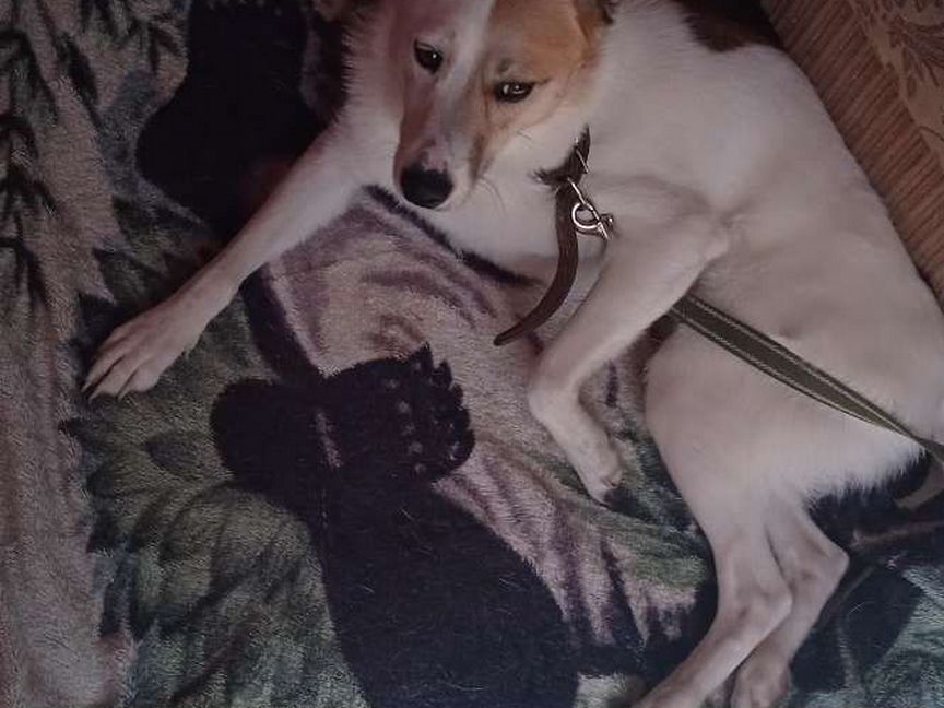 Отдам собаку в добрые руки