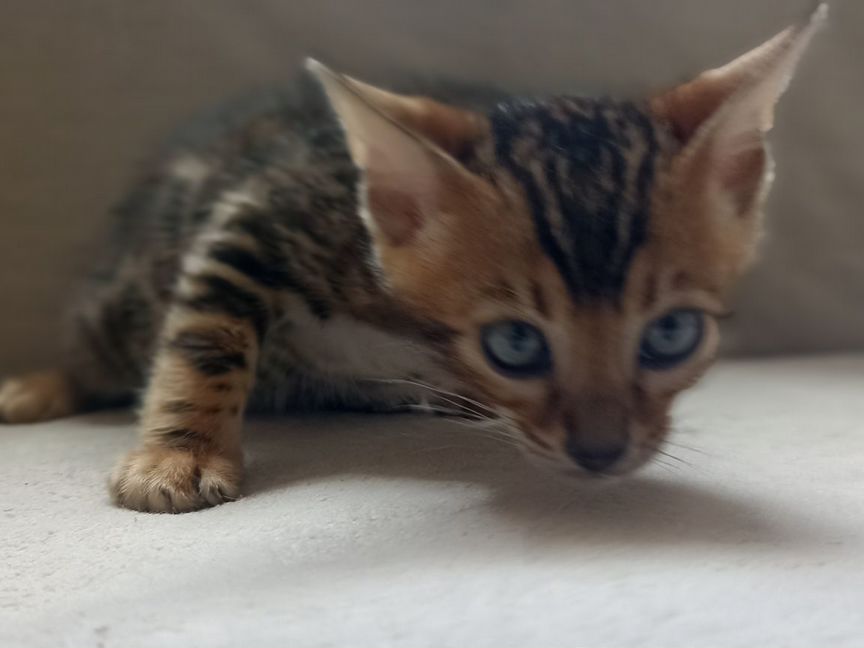 Продаю бенгальских котят