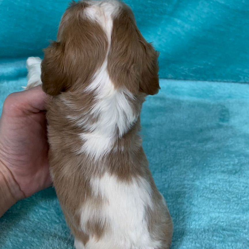 Мальчик Кавалер Кинг Чальз Спаниель