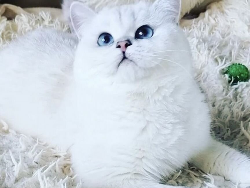 Кошка Британская шиншилла