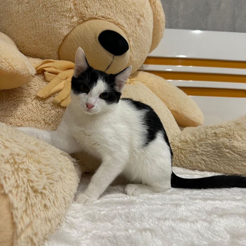 Котенок в добрые руки