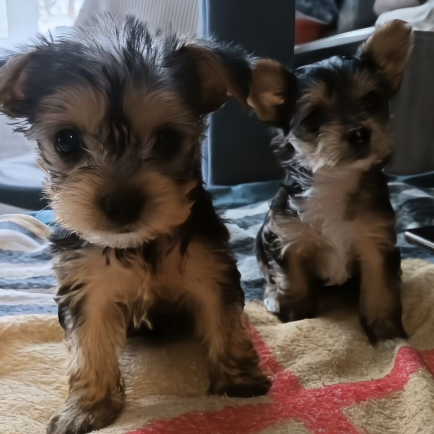 Йоркширский терьер, щенок