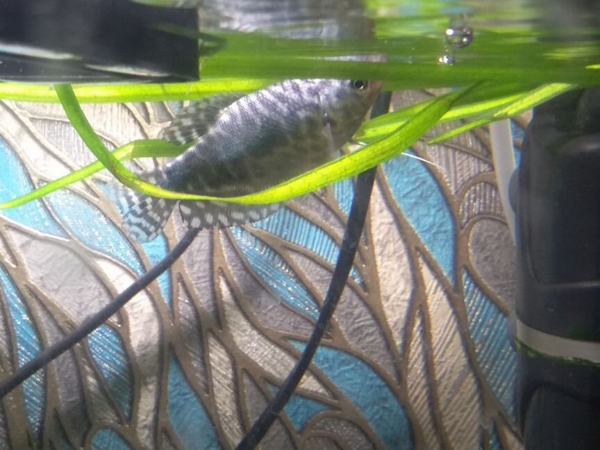 Отдаю рыбку гурами