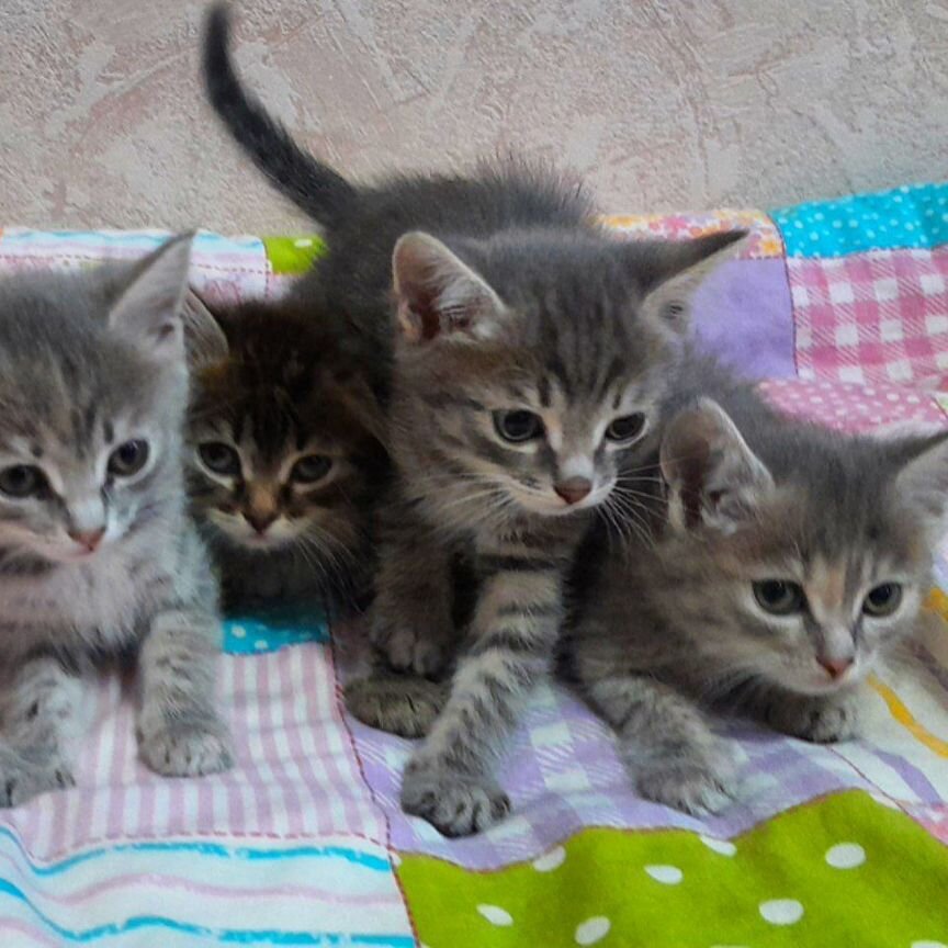 Котятки в добрые руки
