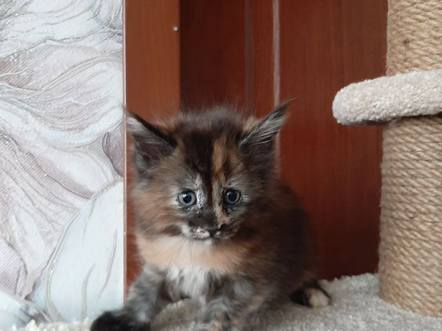 Мейн кун девочка дымная черепаха с родословной