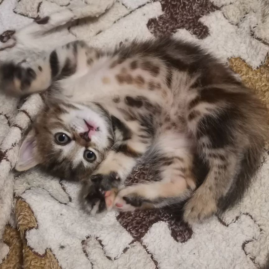 Котята в добрые руки бесплатно