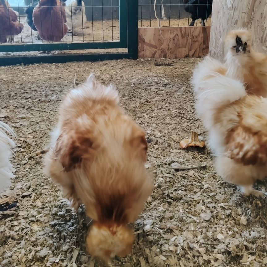 Петушки3 шт