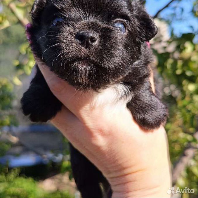 Сладкие курносики