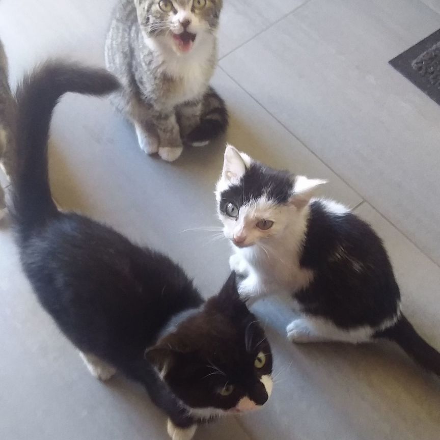 Котята