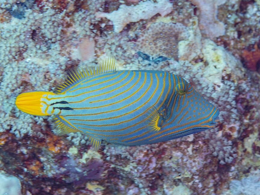 Оранжеполосый спинорог XXL (20 см)