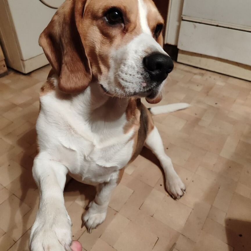 Отдам бигля в хорошие руки