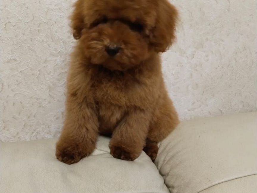 Той-пудель мини 4,5 мес 26см мальчик