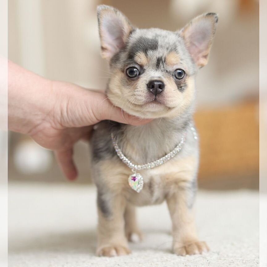 Чихуахуа, щенок