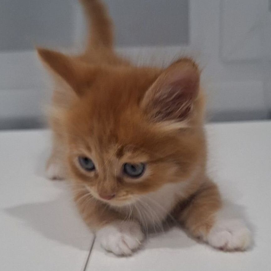 Котёнок от частного владельца
