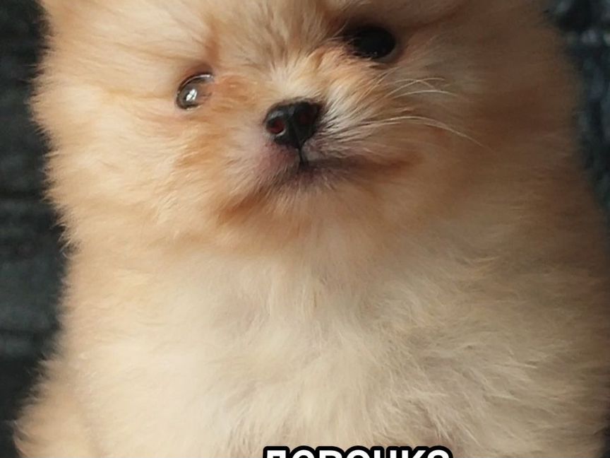 Померанский шпиц медвежьего типа