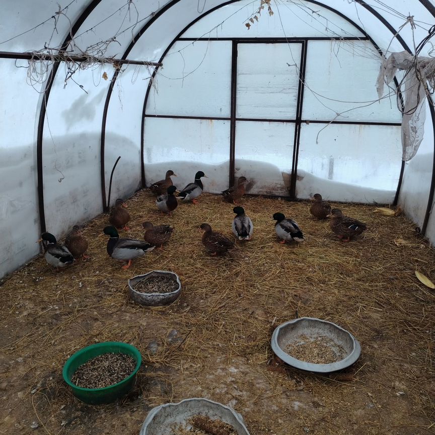 Утки дикие подсадные