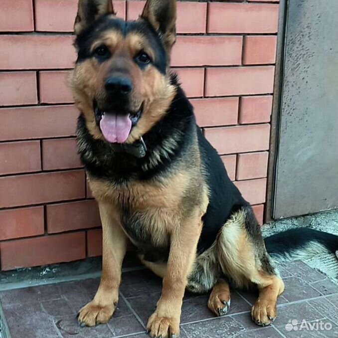 Вязка.Немецкая овчарка кобель. бесплатно