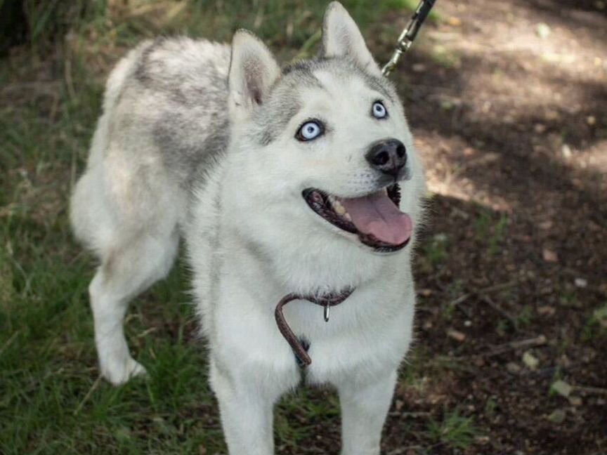 Красавец Скай ищет хозяев