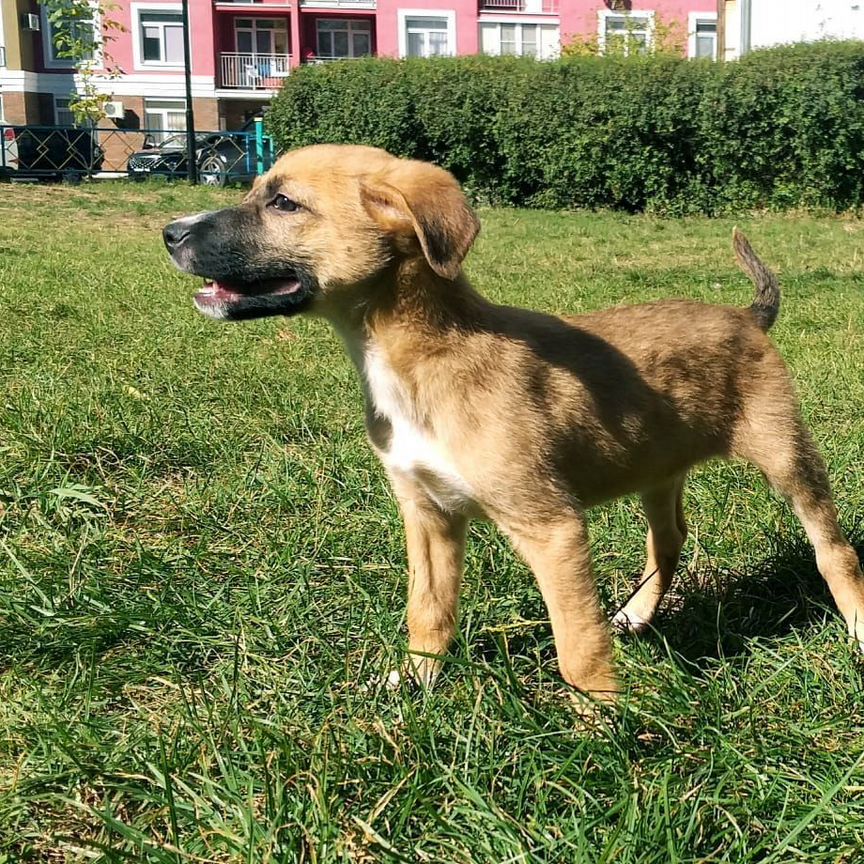 Непоседа Рекс - друг детей