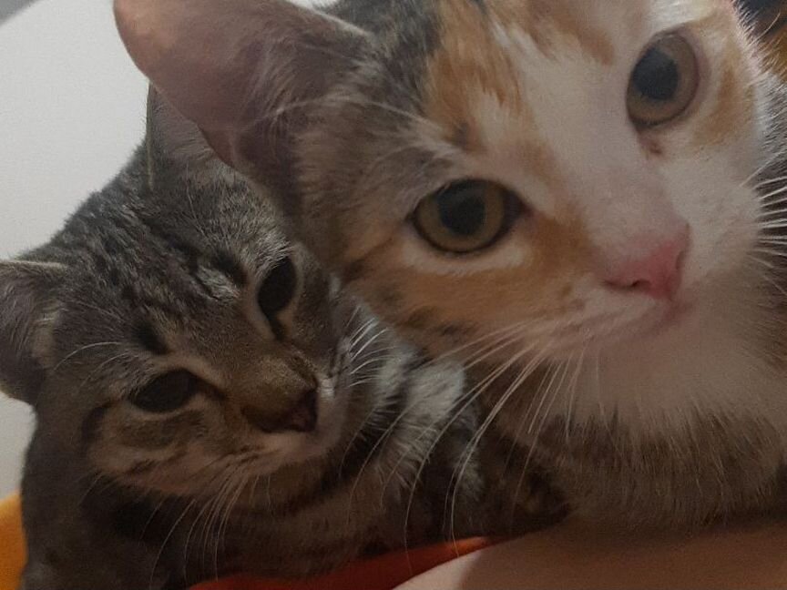 Кошечка и котик