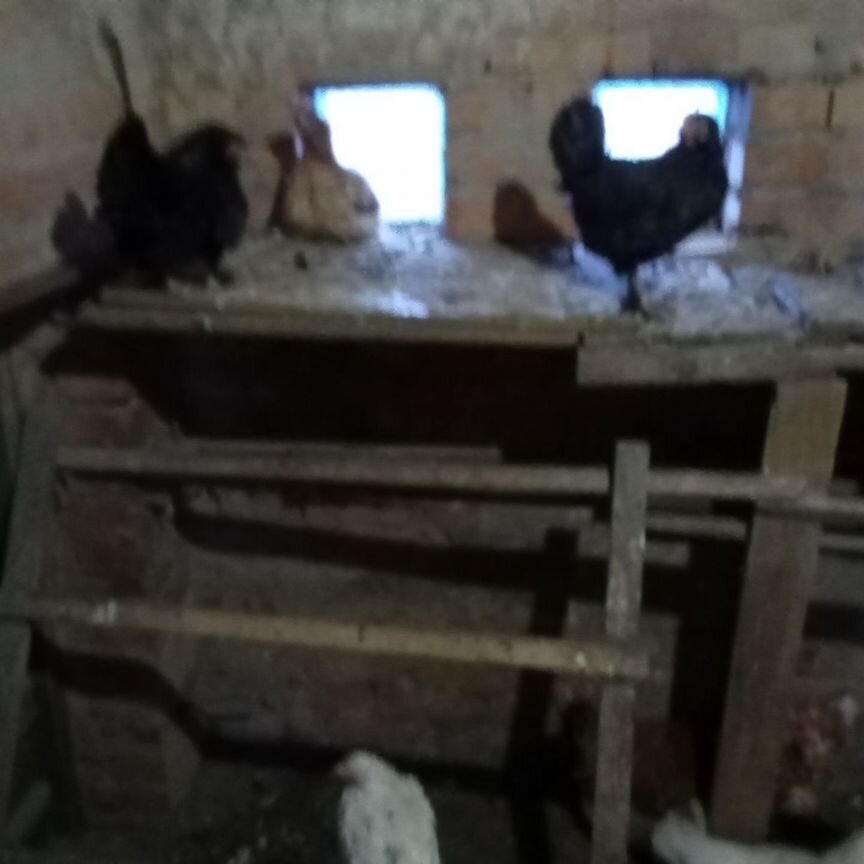 Курочки бентамки