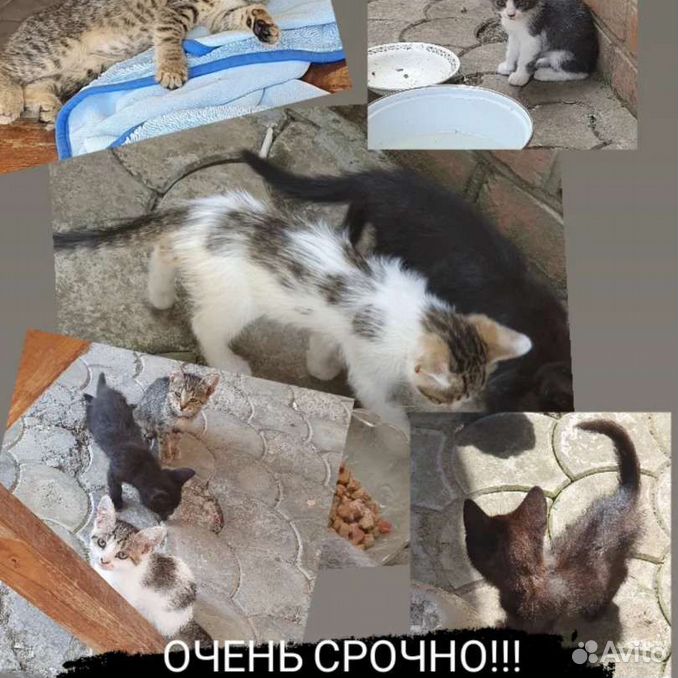 Отдам бесплатно котяток