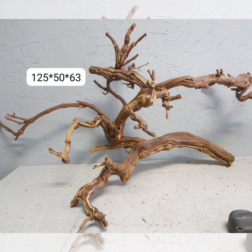 Коряги лоза