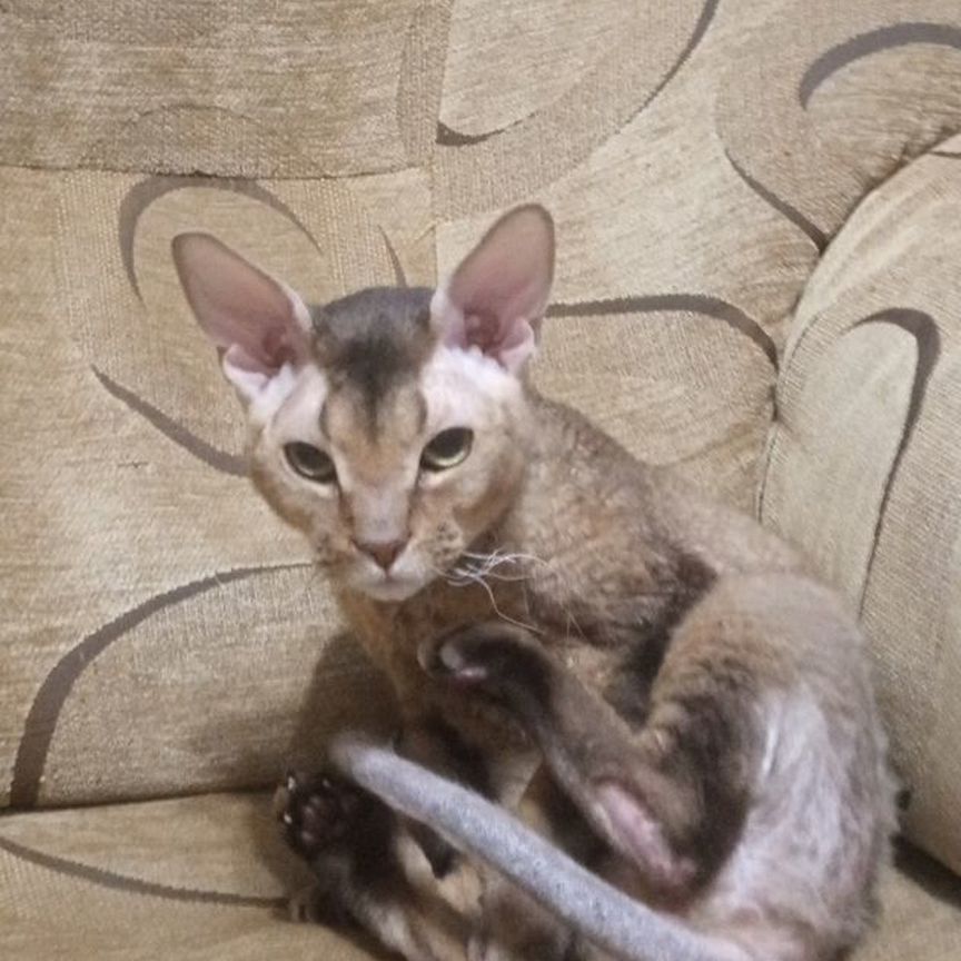 Отдам кошку сфинкс