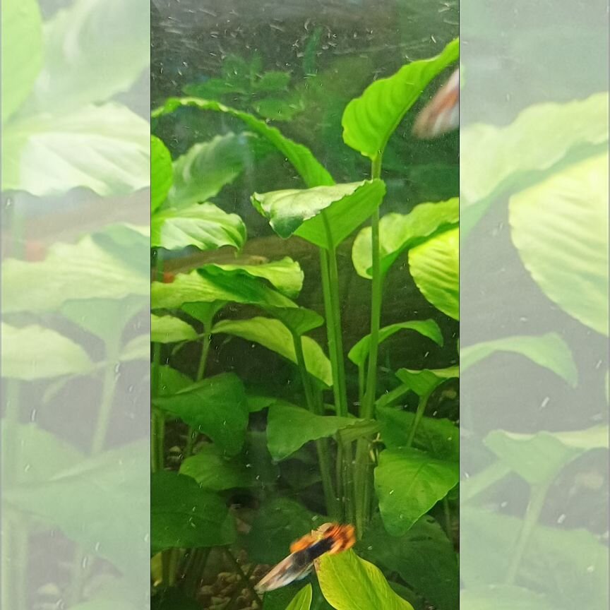 Аквариумные растения анубиас кофефолия