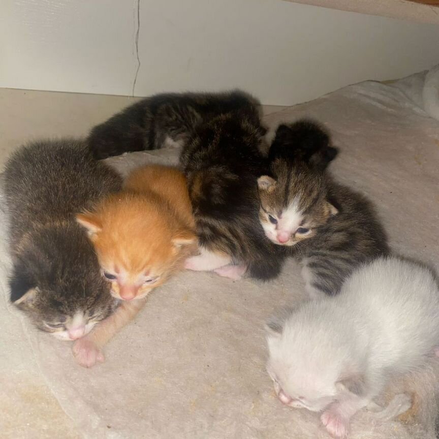 Котята в добрые руки