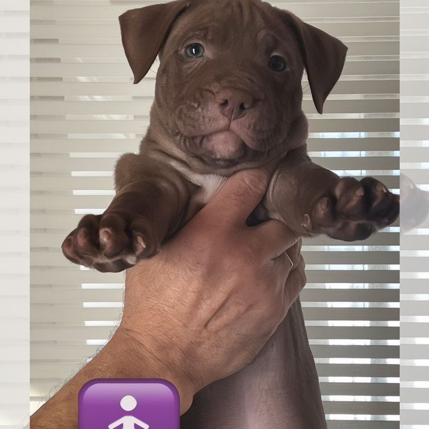 Американский питбультерьер, щенок