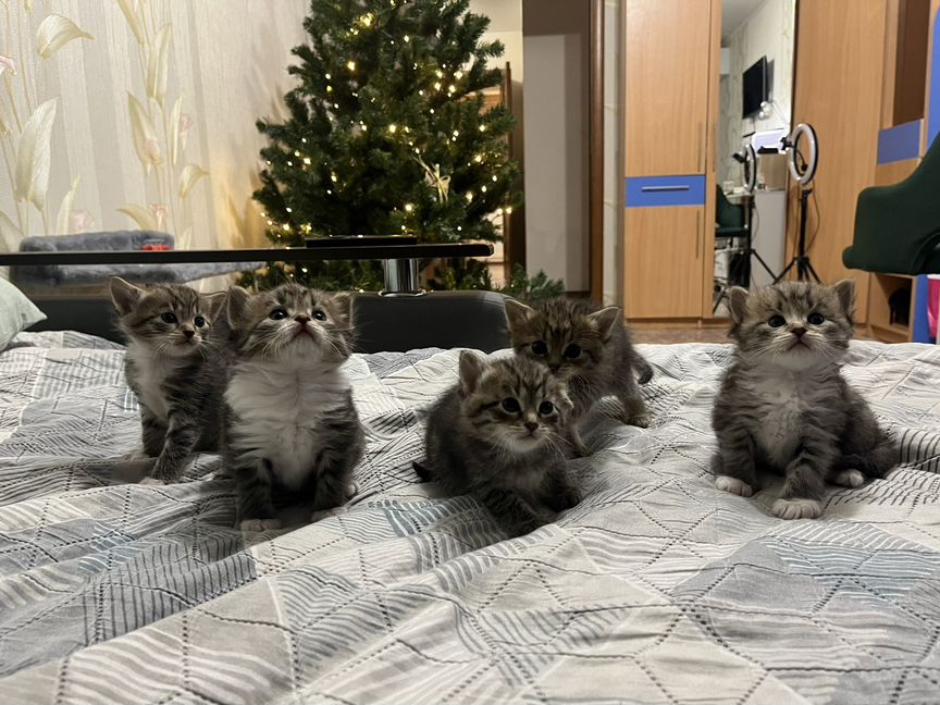 Котята в добрые руки