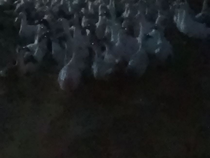 Утки на дорост