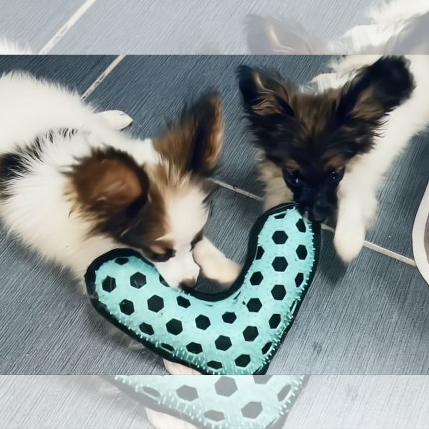 Континентальный той-спаниель папильон, щенок