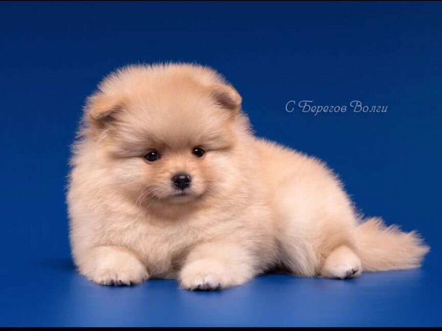 Шпиц девочка РКФ