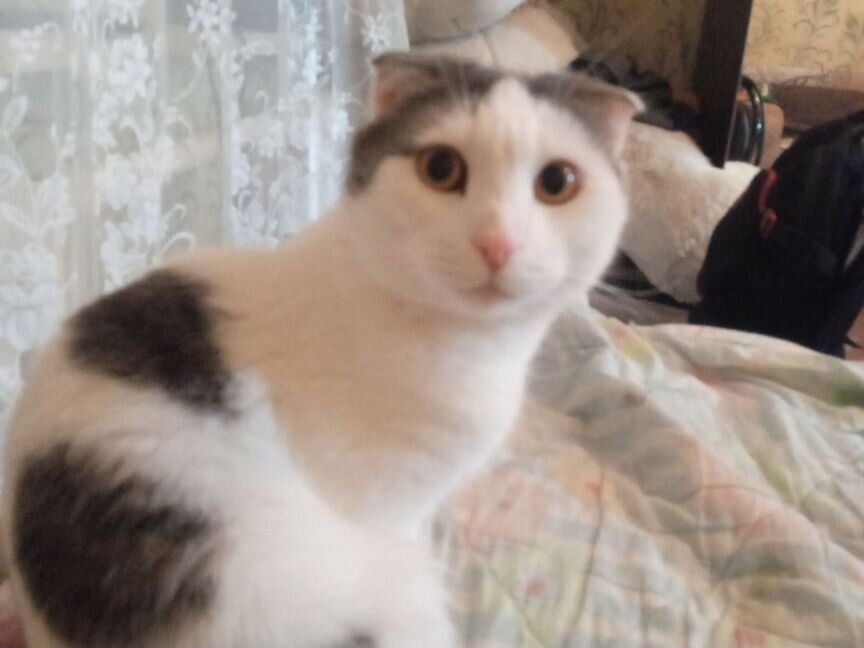 Вислоухий котяра в дар