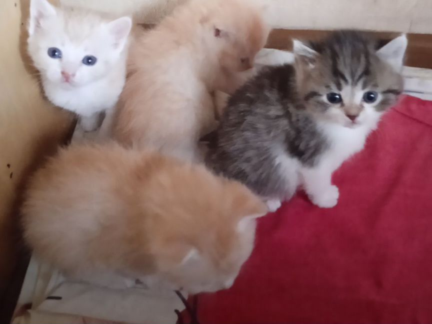 Котята в добрые руки