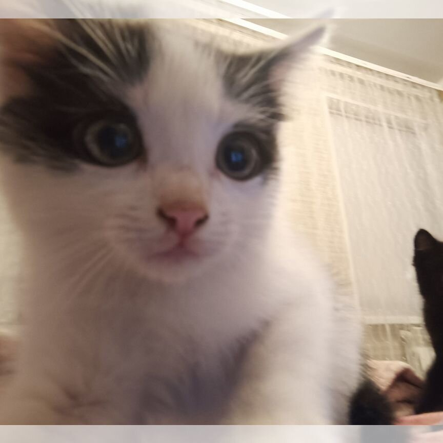 Котята в добрые руки приучены к лотку