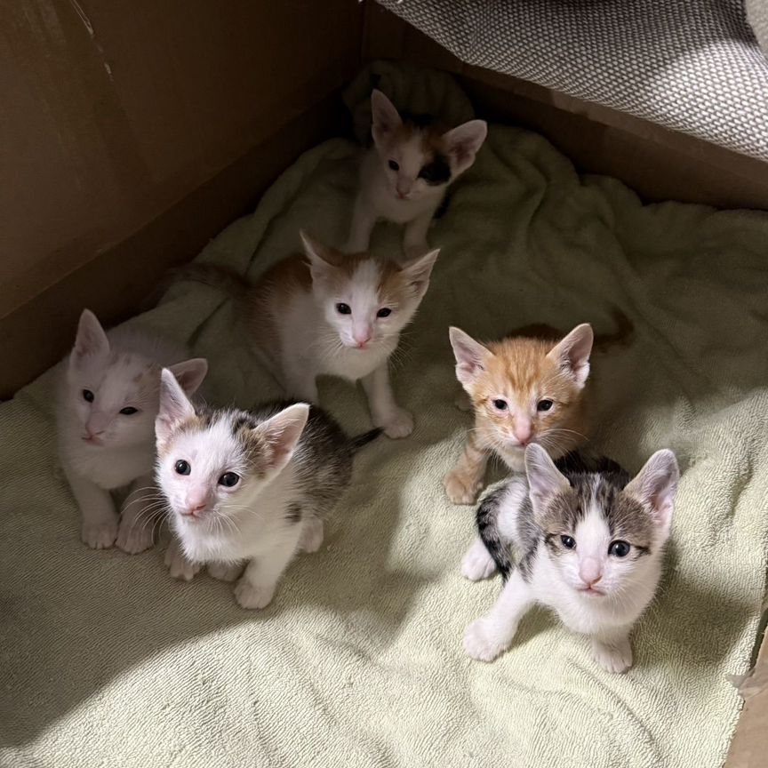 Котята в добрые руки
