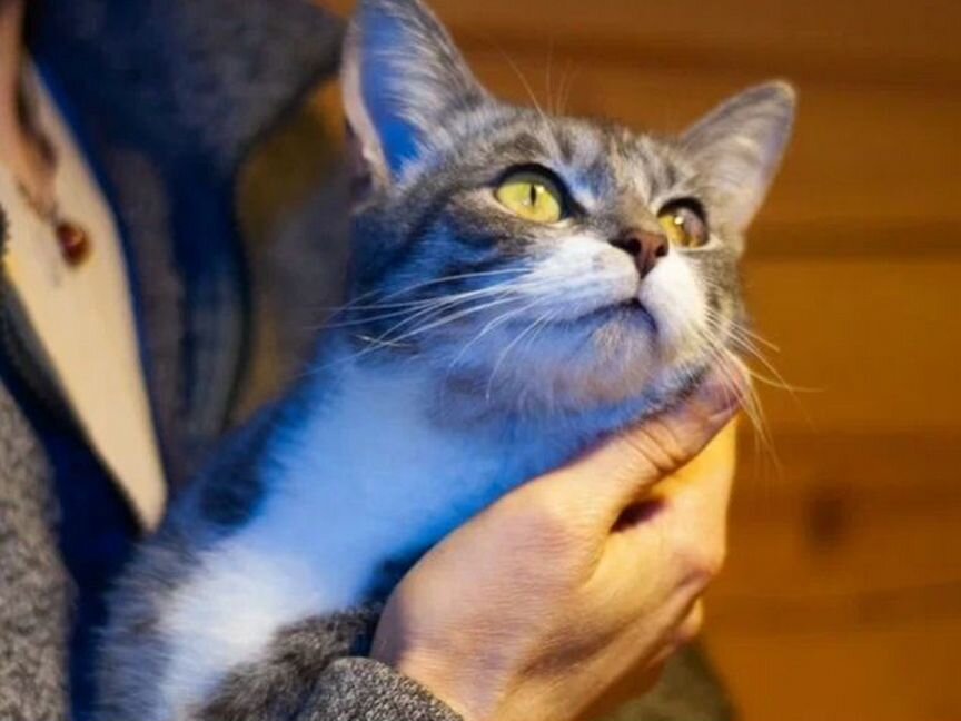 Миниатюрная кошечка Эйса в добрые руки