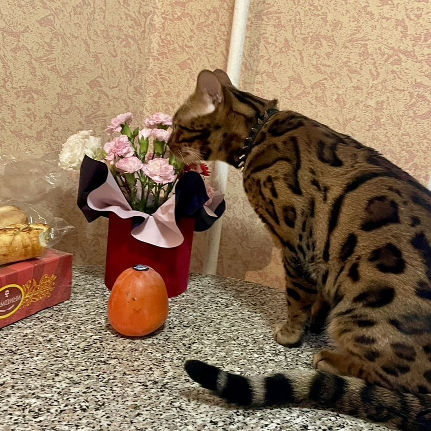 Вязка с бенгальским котом