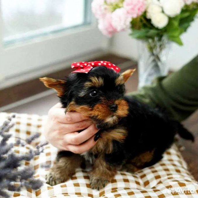 Йорки милашки