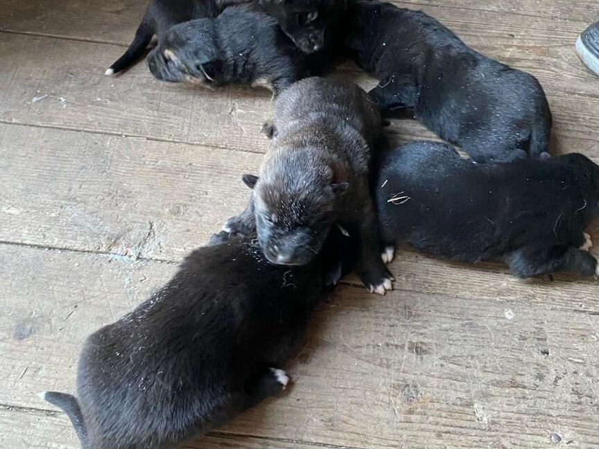 Одам в добрые заботливые руки щенят