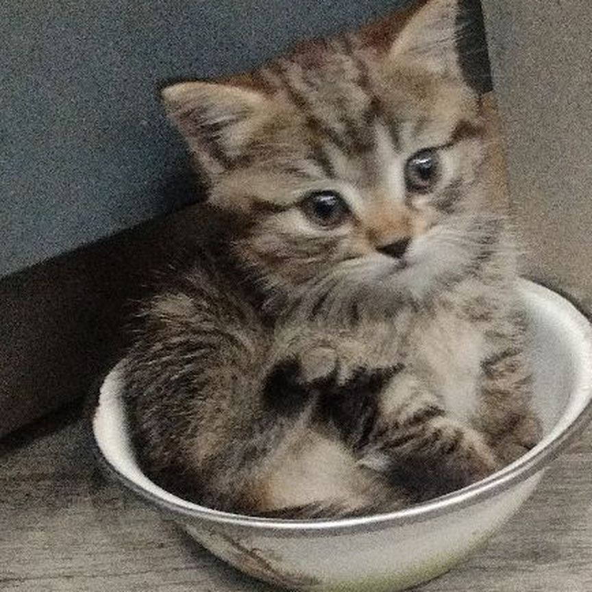 Котёнок в добрые руки