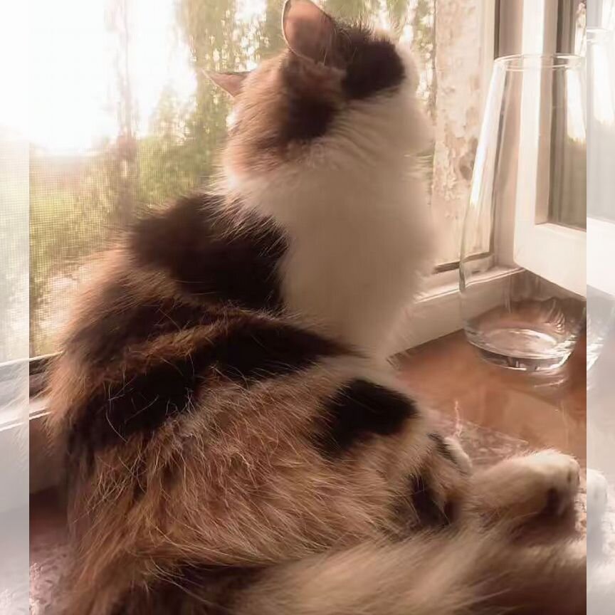 Кошка в добрые руки