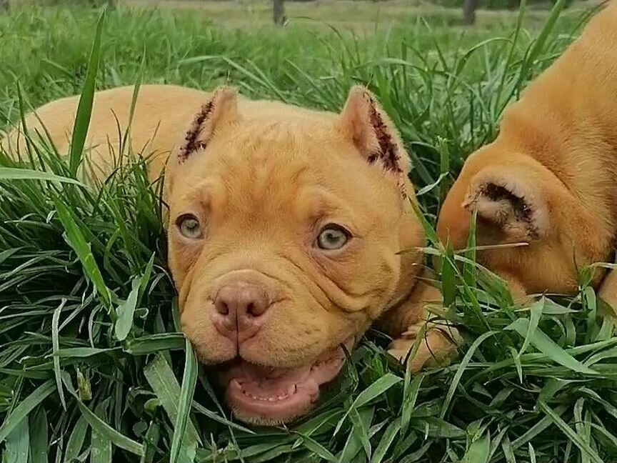 Американский булли покет щенки