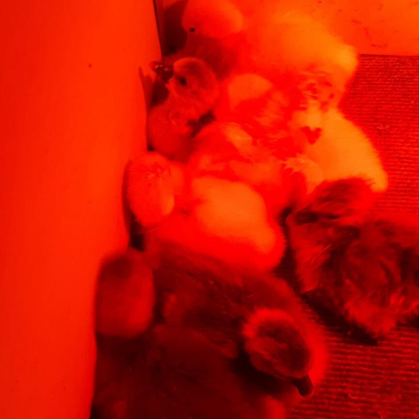 Бройлеры и корм Старт Вега