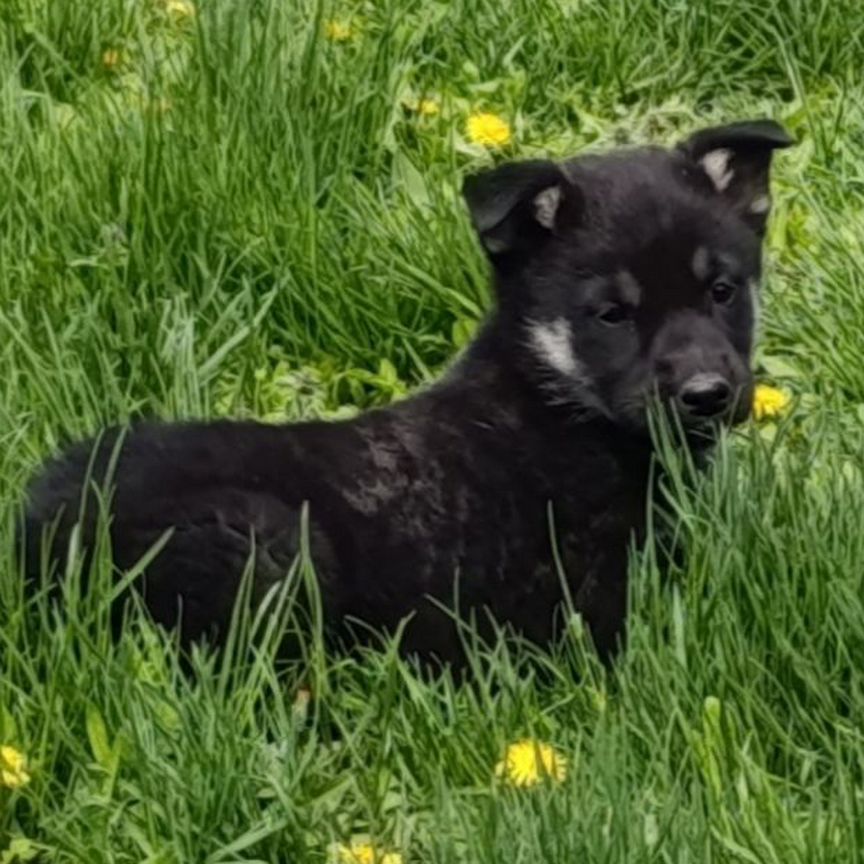 Восточноевропейская овчарка, щенок